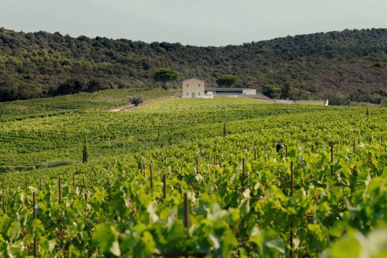 Il Masseto: un vino unico dal bouquet ampio e intenso, per veri ...